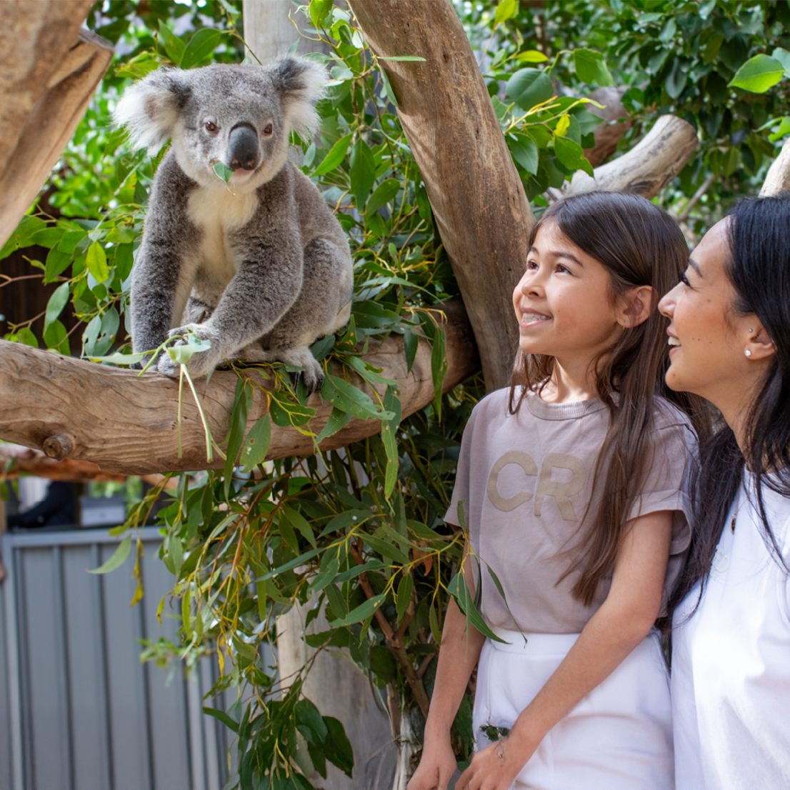Koala Encounter